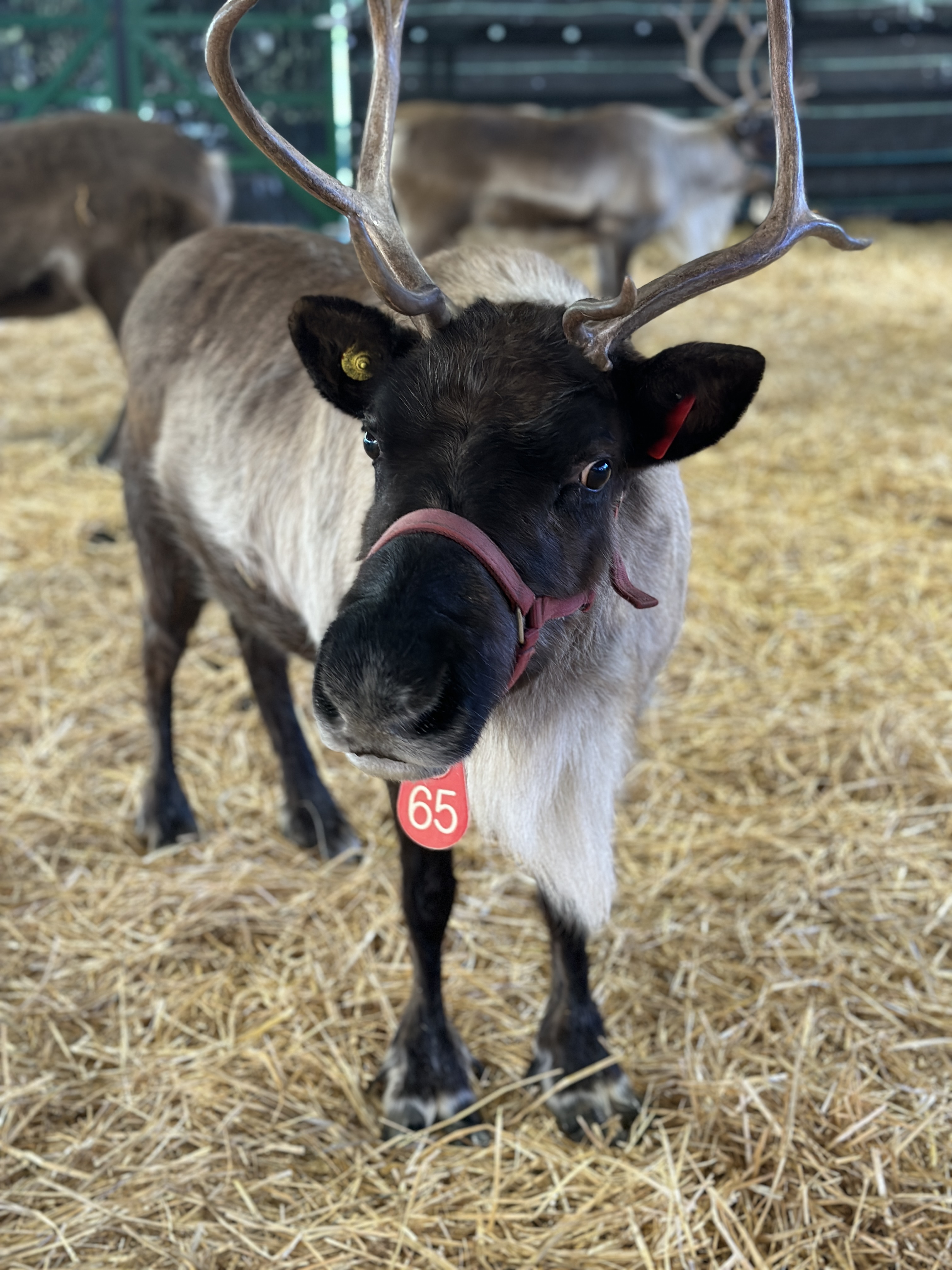 Santa's Reindeer Cleared to Fly at Hersheypark in PA