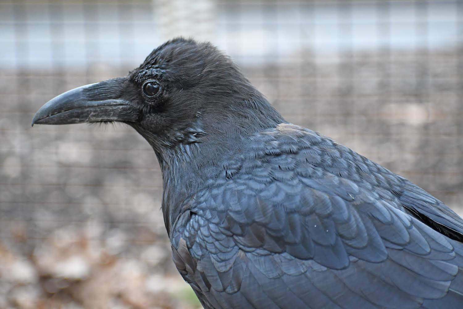 In Memoriam: Honey the Raven