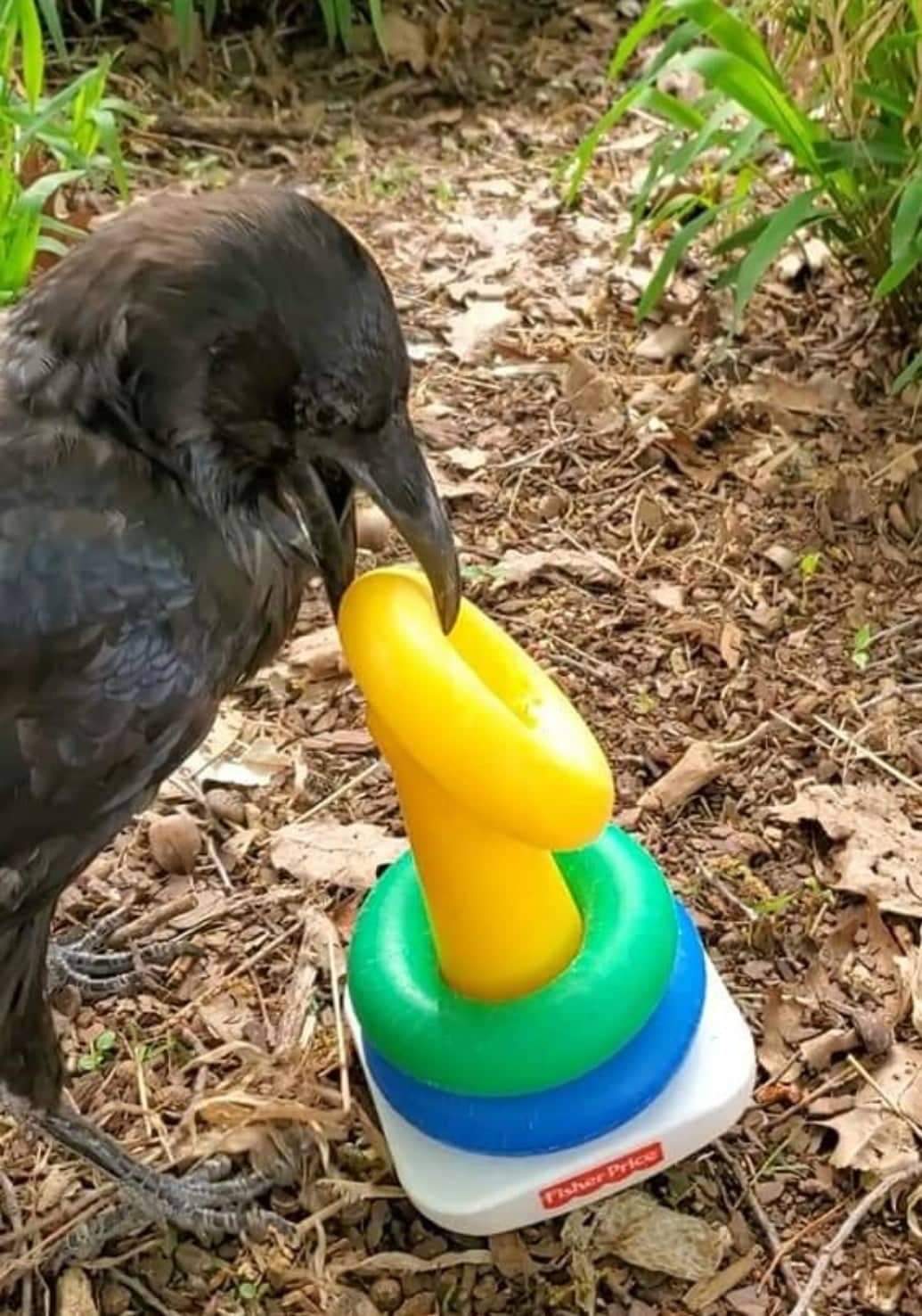 In Memoriam: Honey the Raven