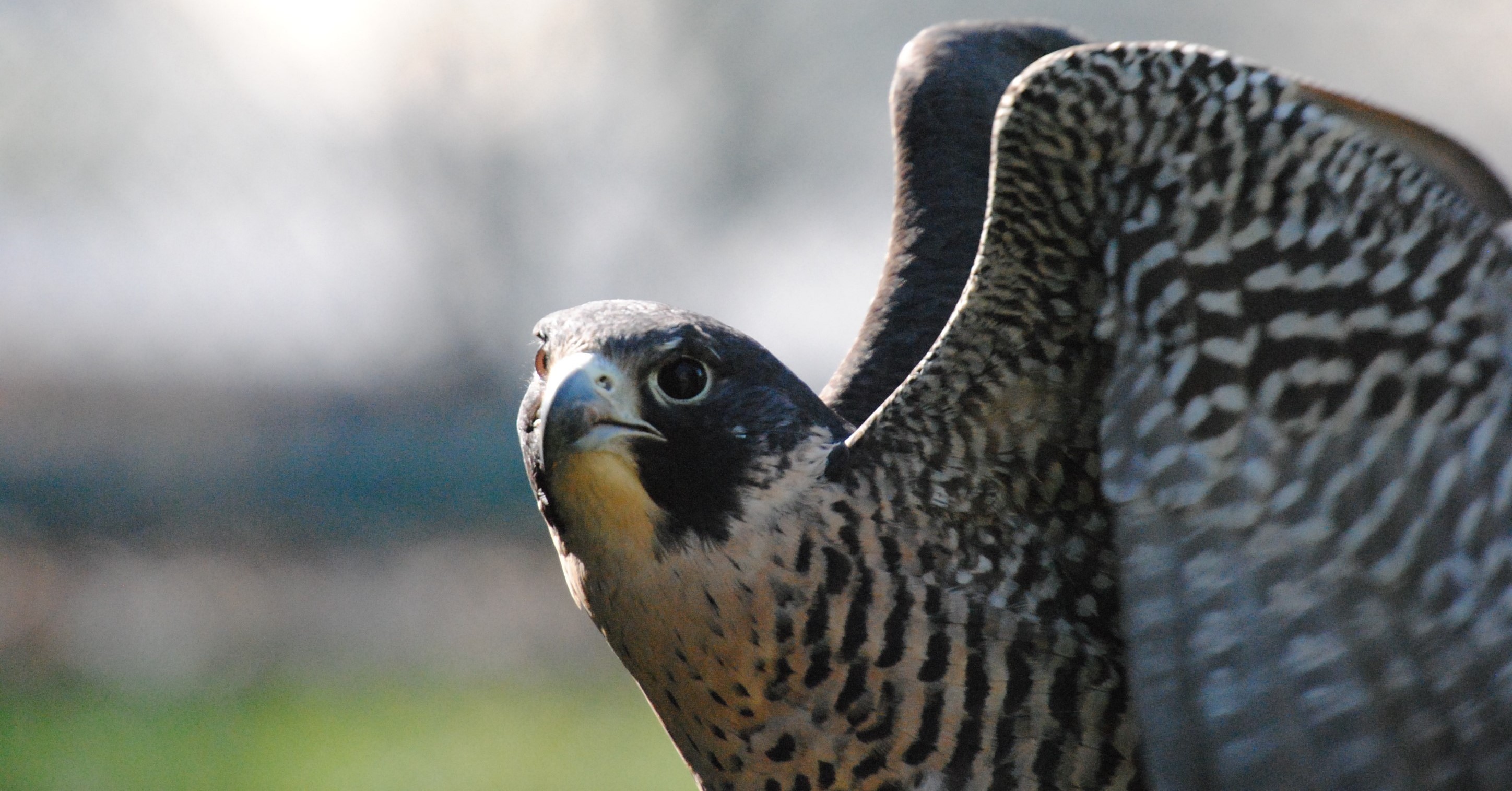 ZooAmerica Recognizes First Pennsylvania Native Species Day