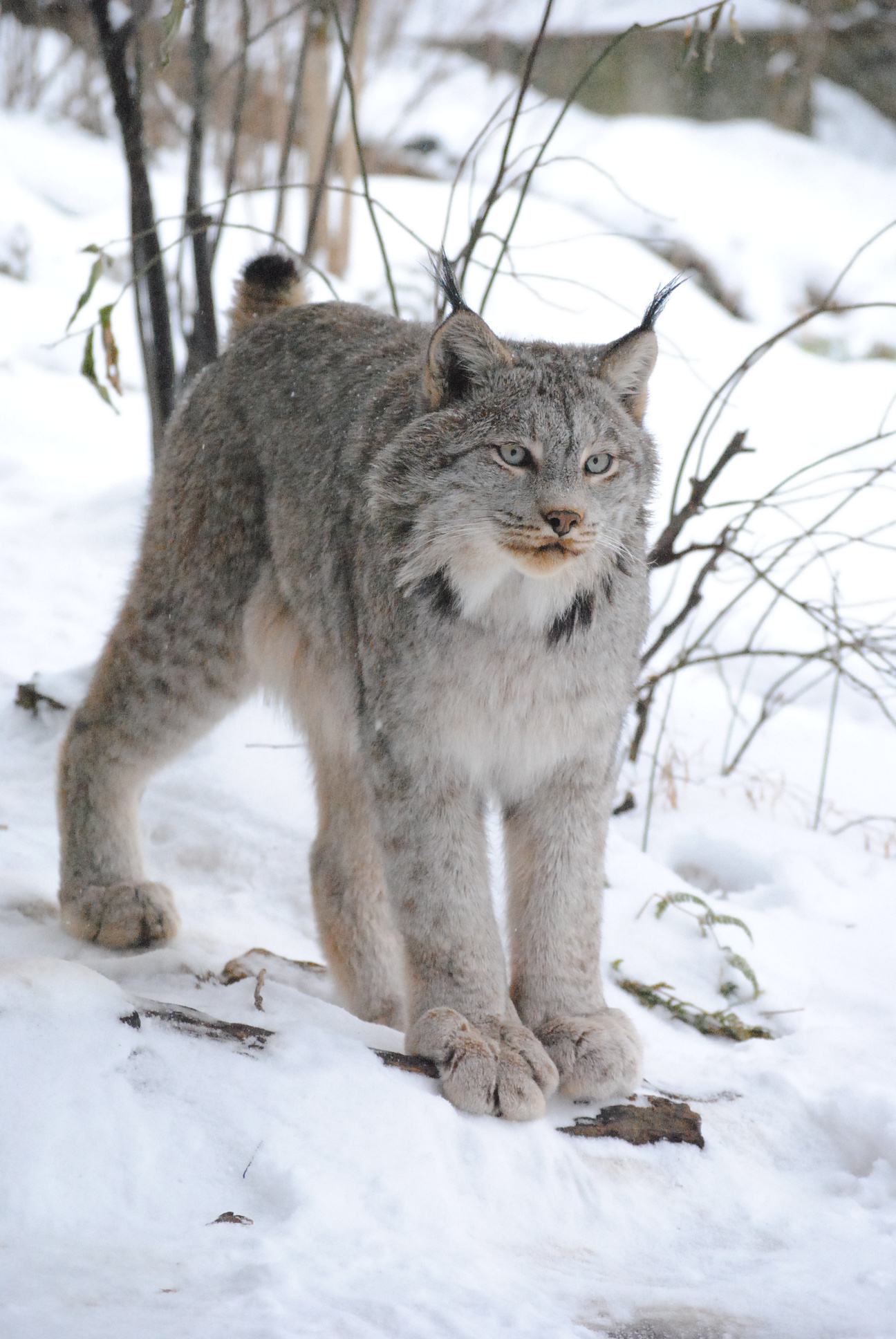 Winter Weather Fun at ZooAmerica