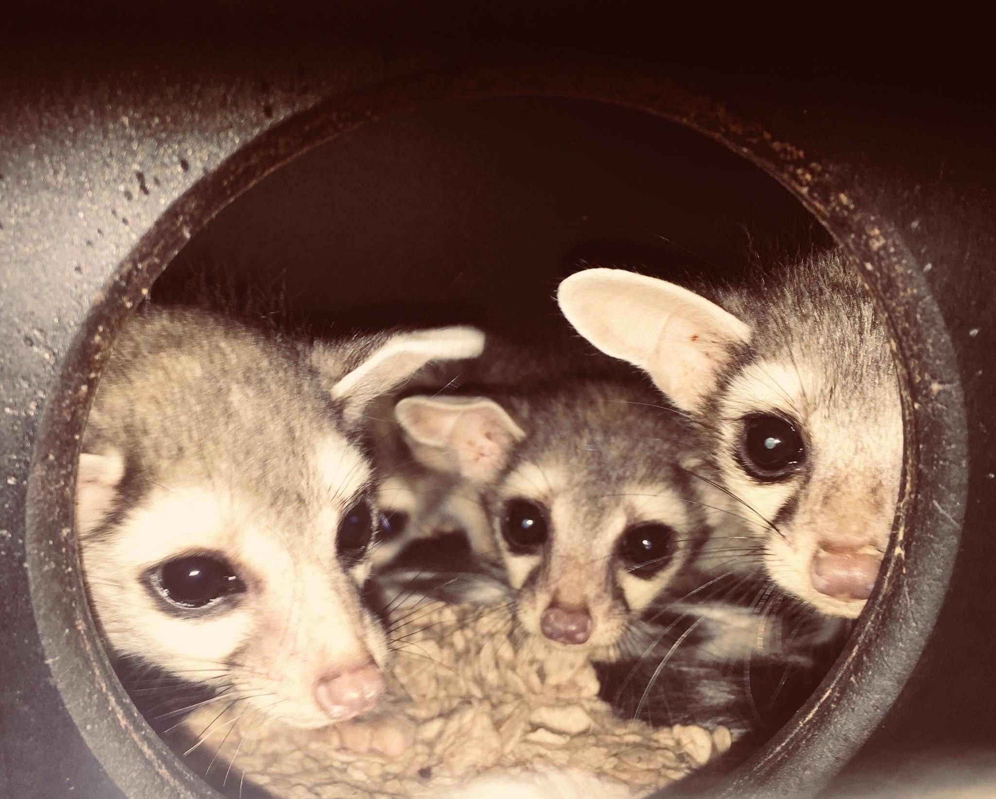 Animal Spotlight: Ringtails, Ringtails, Everywhere!