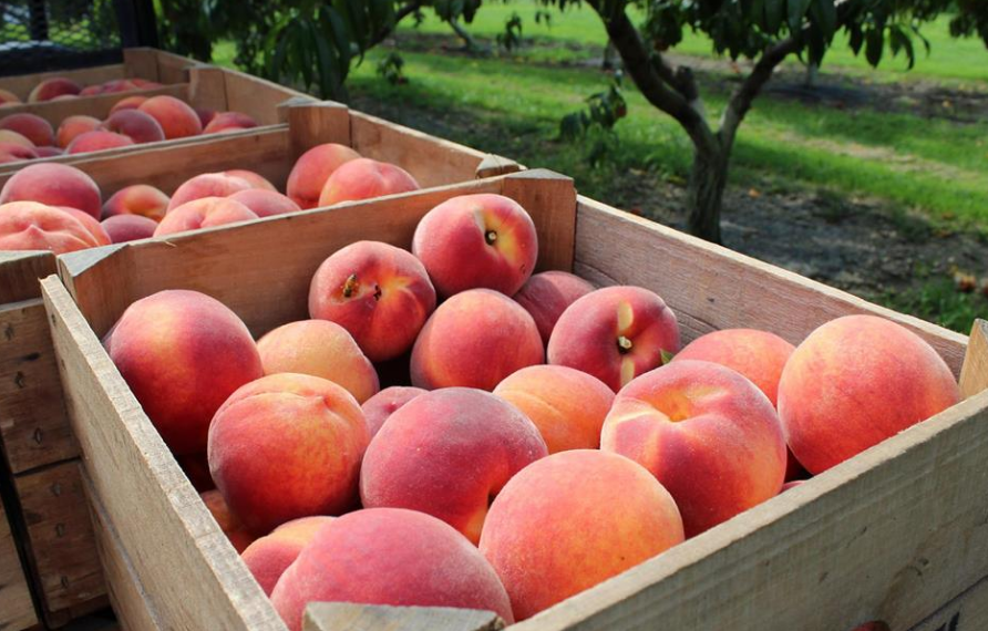 “ROMAINE” Calm: Fall Fruits & Veggies are Just Around The Corner!