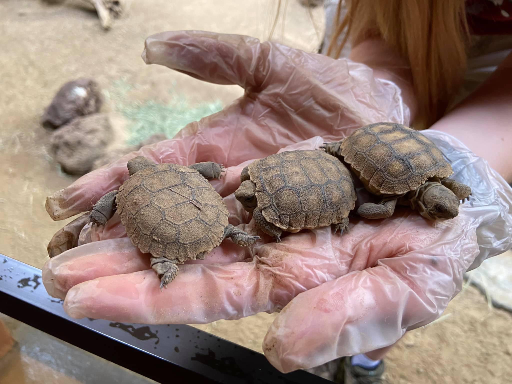 Desert Tortoise Hatchling Check-up