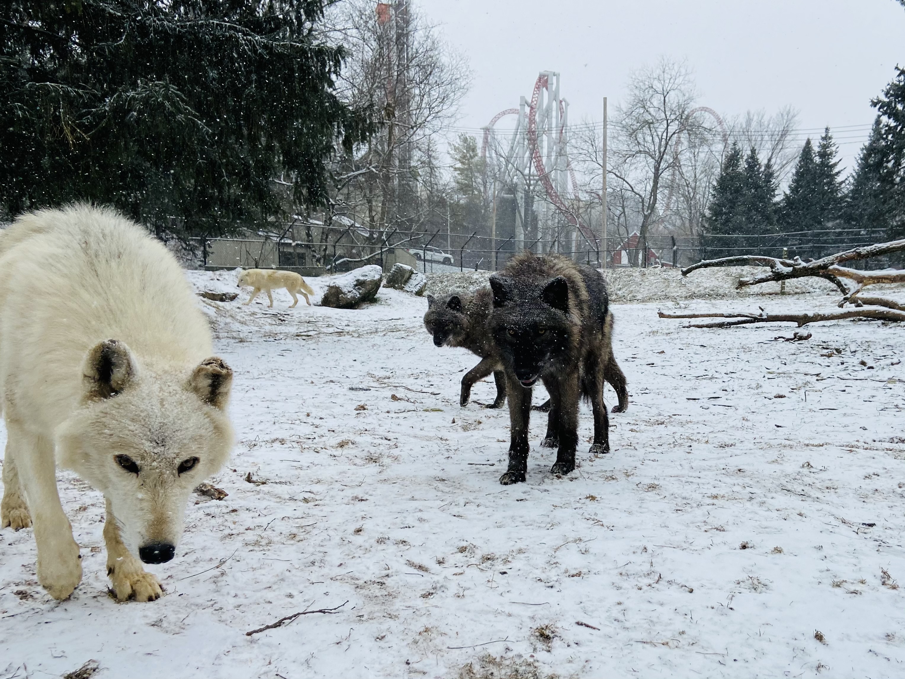 "Wild Winter Adventure" Program Returns to ZooAmerica in December 2021