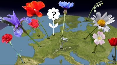 WAT WORDT DE NATIONALE BLOEM?