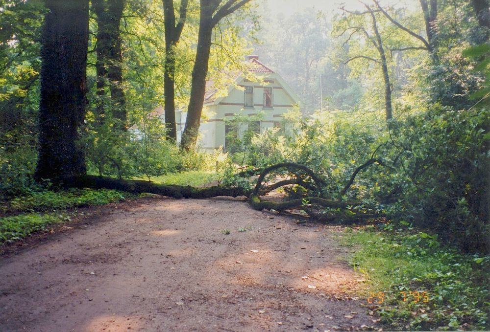 Zomerhitte onthult onzichtbare risico’s: hoe ‘summer branch drop ...