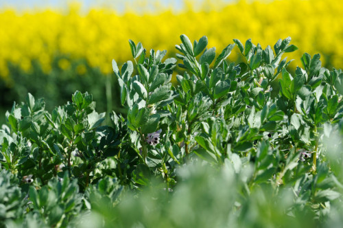 Onderzoek bij Hogeschool Inholland