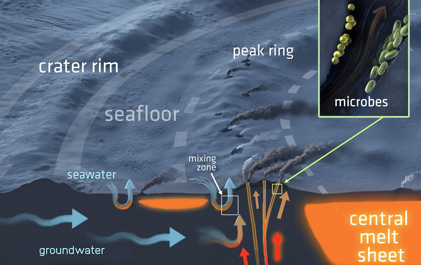 A Subterranean Ecosystem in the Chicxulub Crater