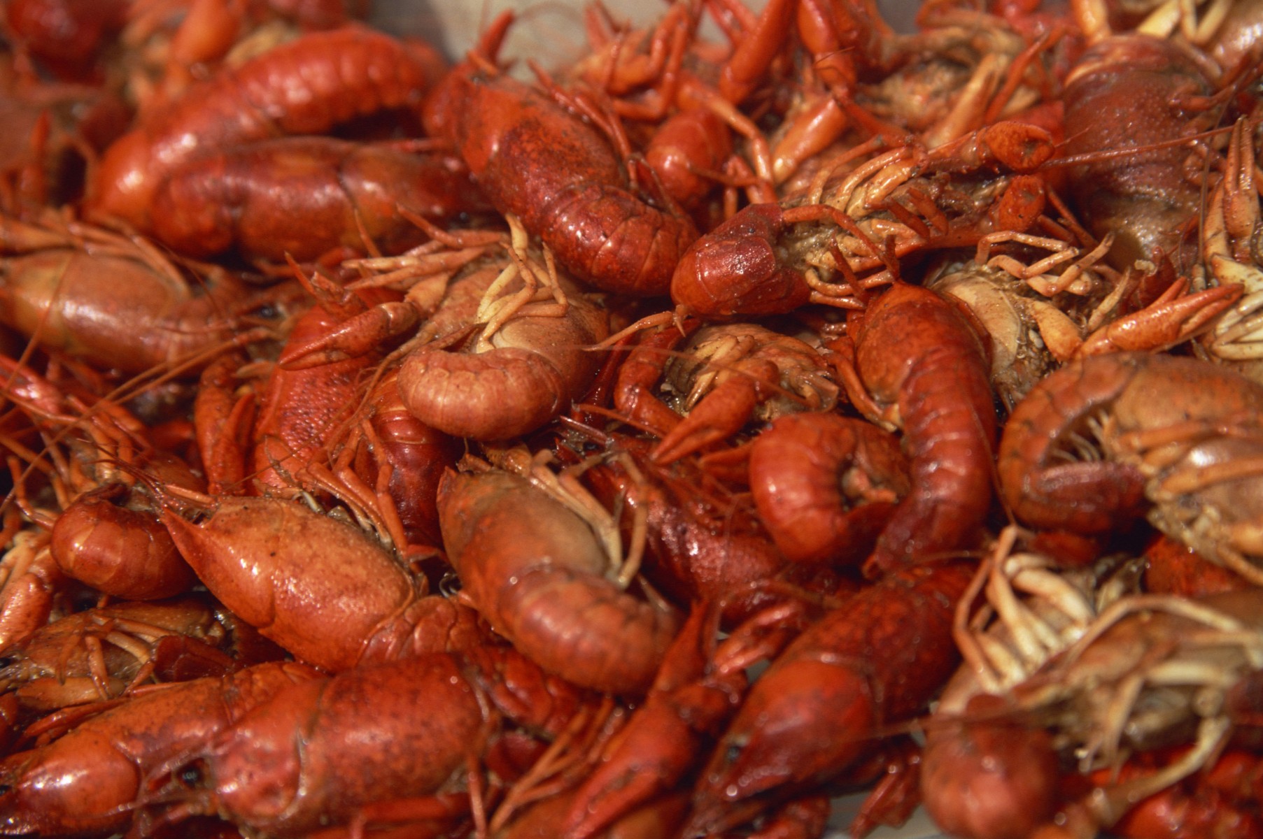 It’s Crawfish Time … South Texas Country Style!