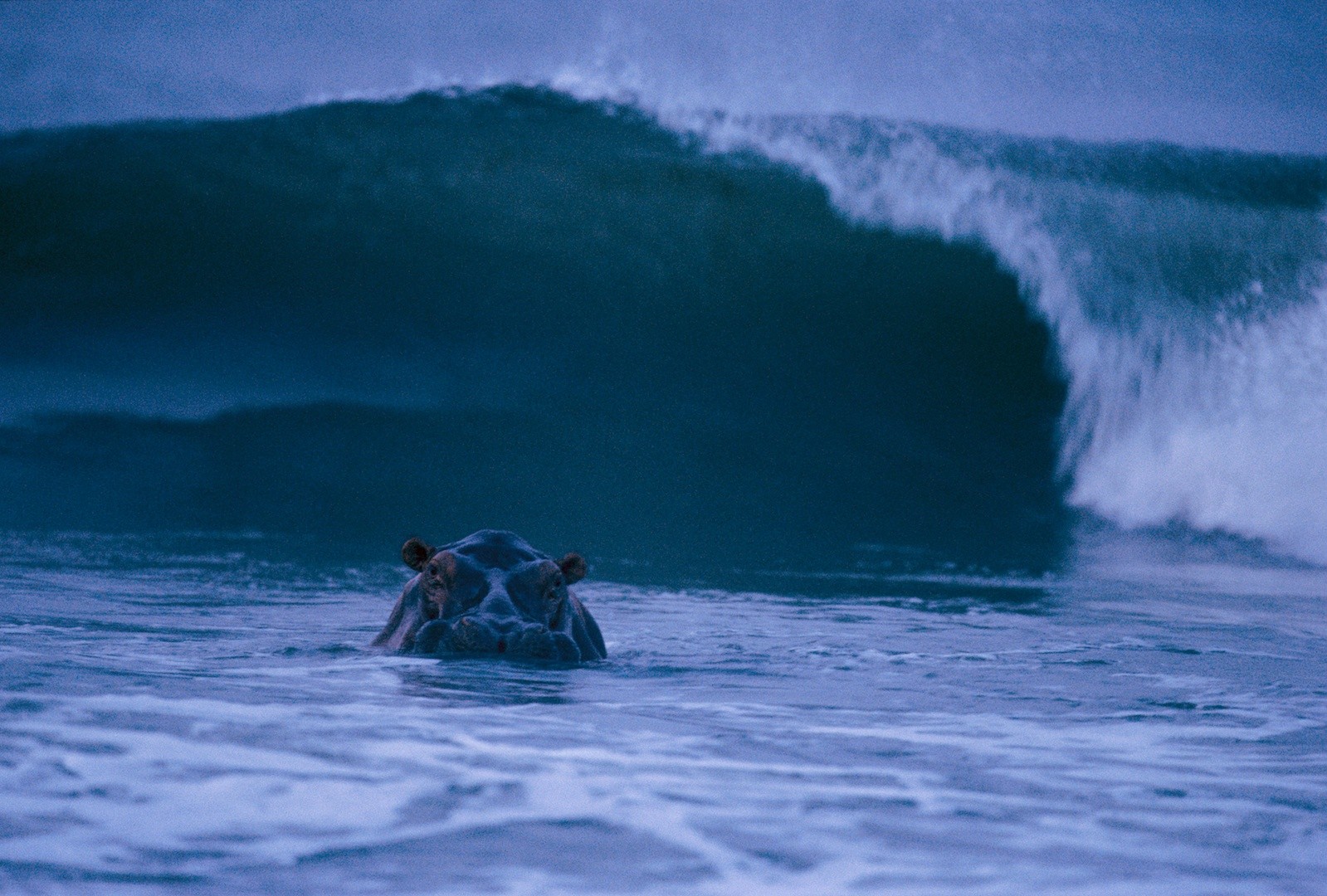 "Wild: Michael Nichols."Surfing Hippo, Gabon, 2003, by Michael Nichols ...