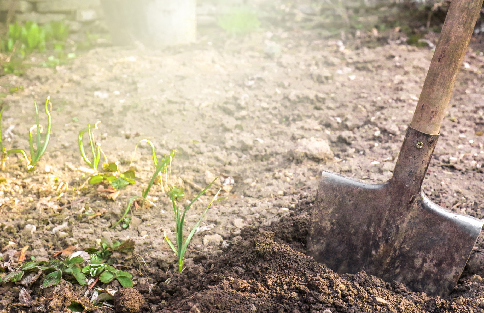 5 Steps for Safe Digging