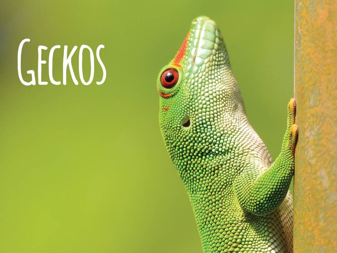 Shocking Animals That Can Generate And Detect Electricity