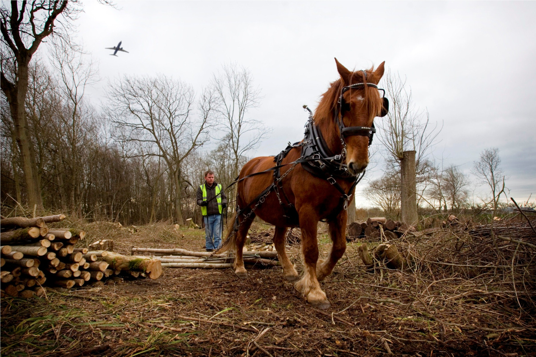 Suffolk Punch Horses at Stansted