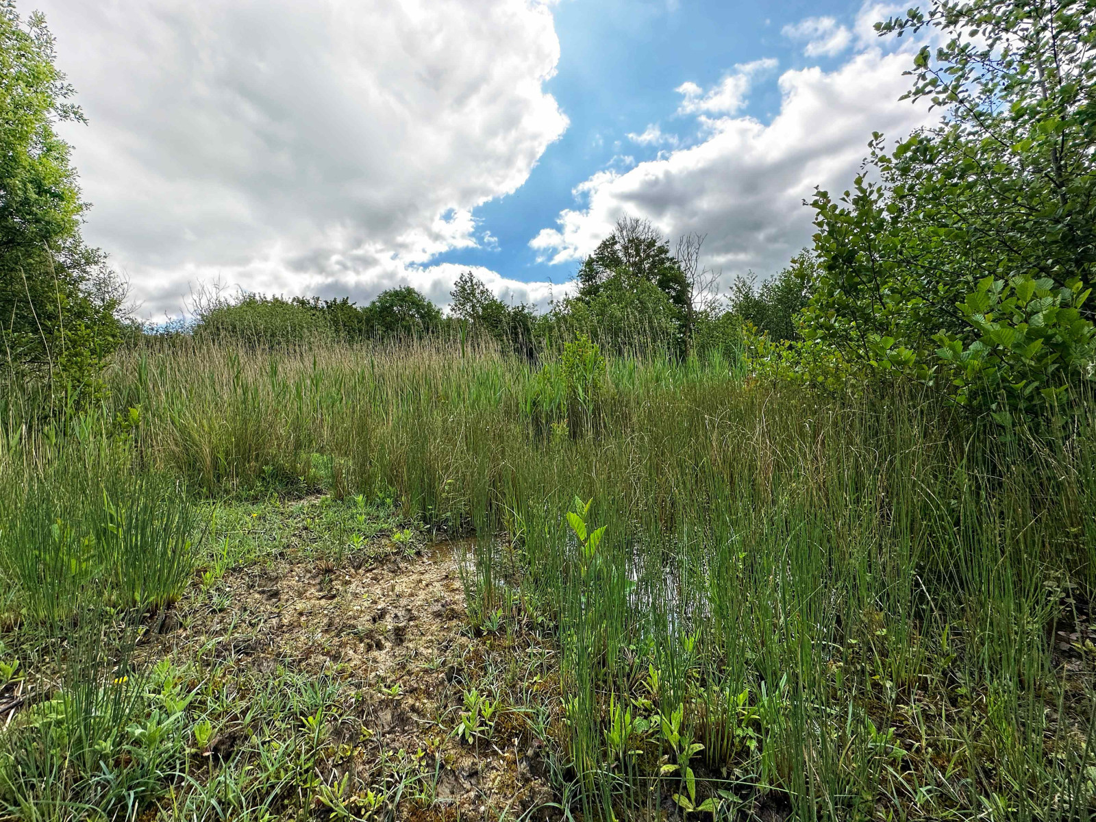 Habitat area 2024