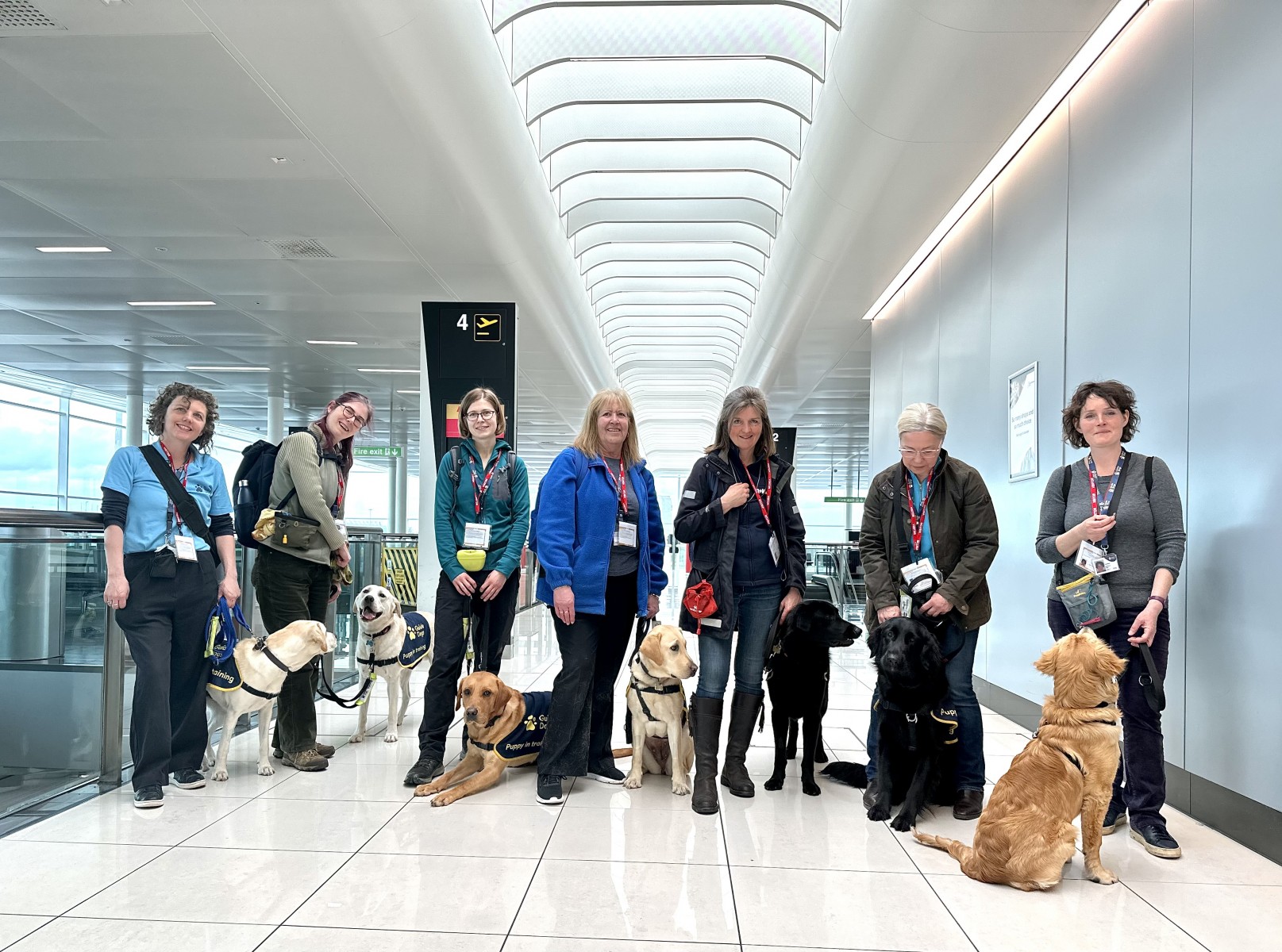 Paw-some airport trip for guide dog puppies