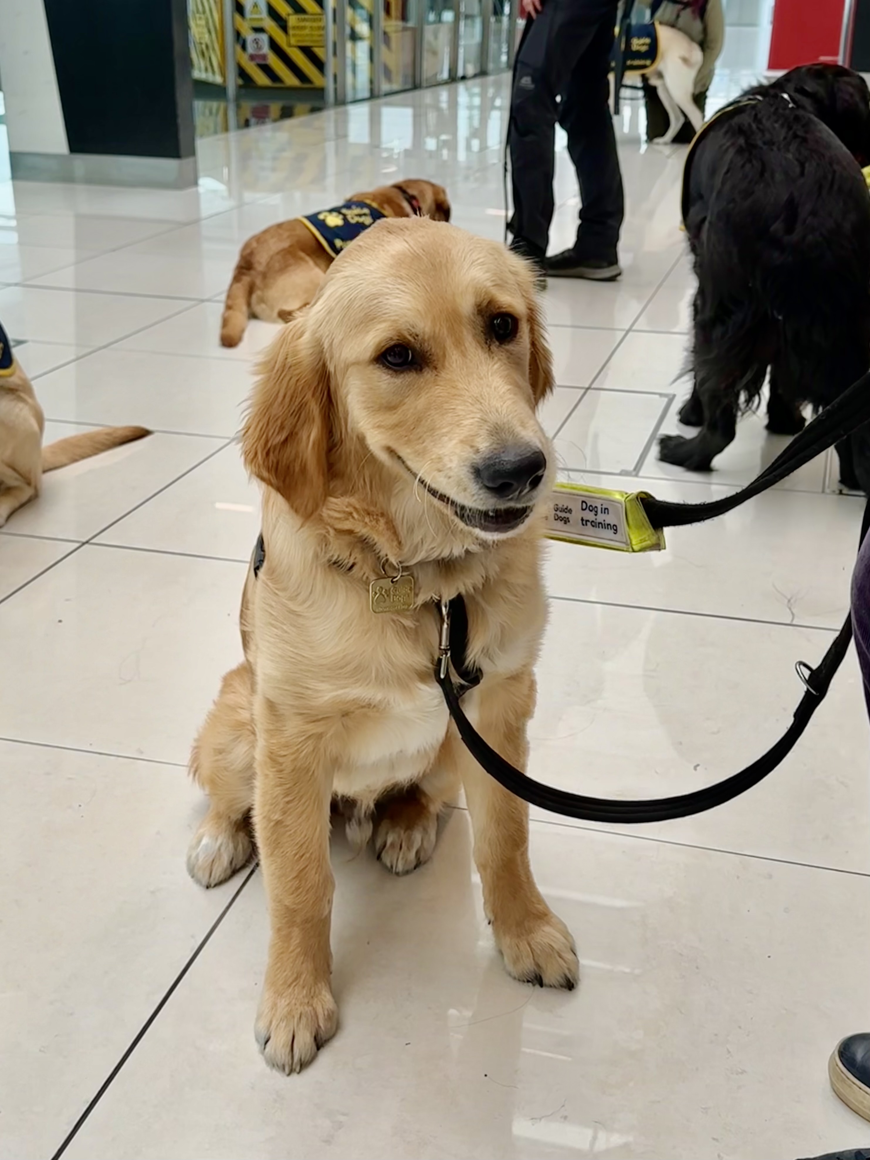Paw-some airport trip for guide dog puppies