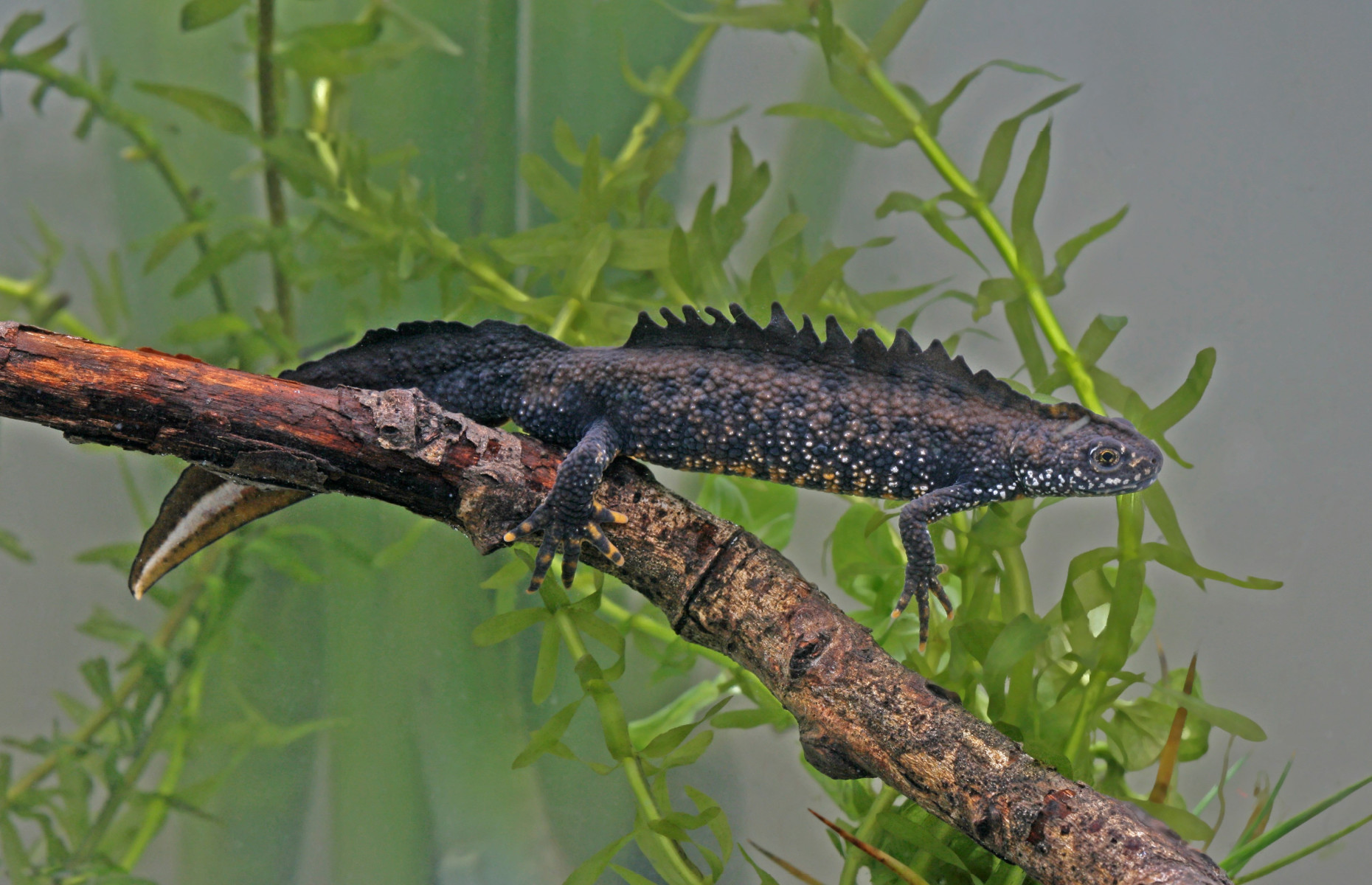 Great Crested Newt - istock-461809863.-468647