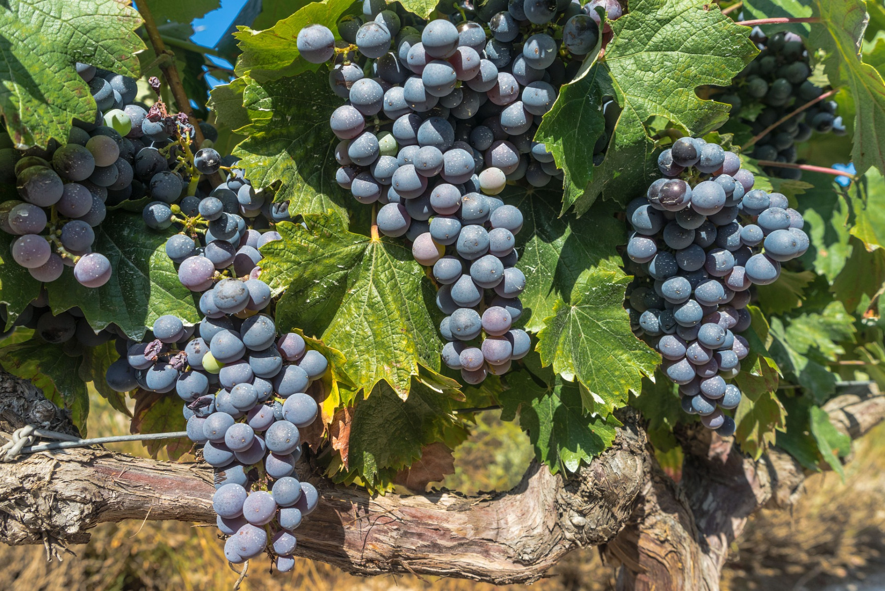The best of Autumn – seven great ideas for a ‘shoulder season’ holiday ...