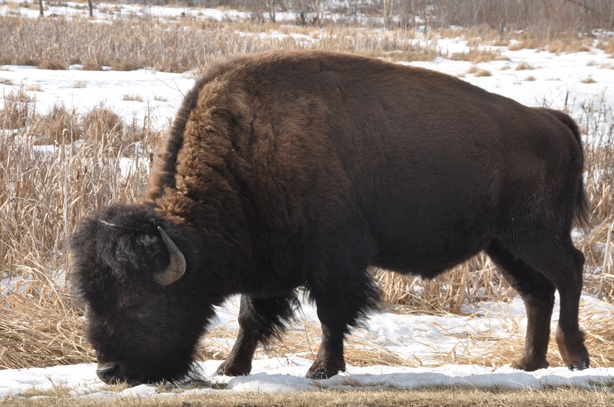 Discovering the mother of all bison