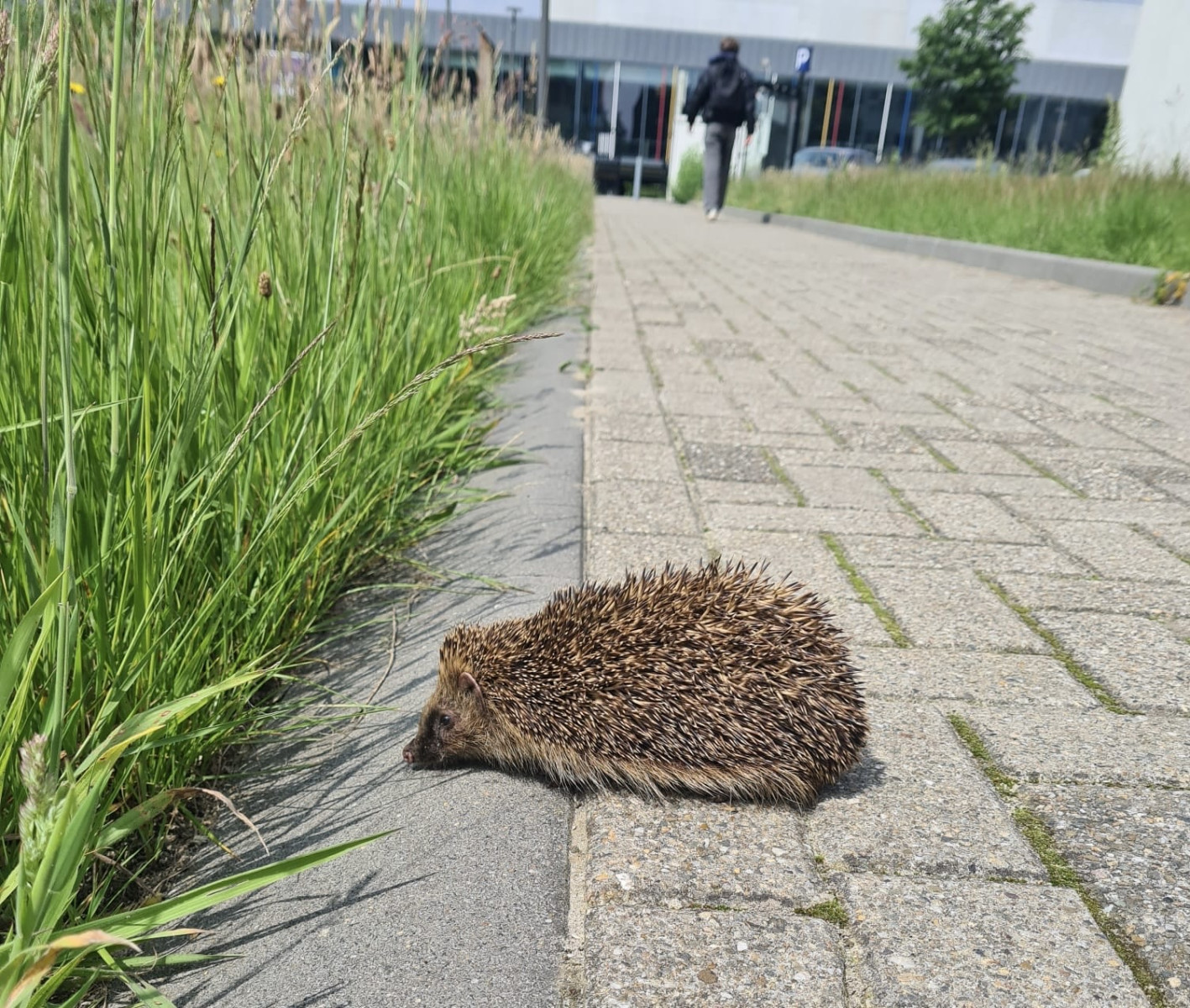 Grasveld Stappegoor