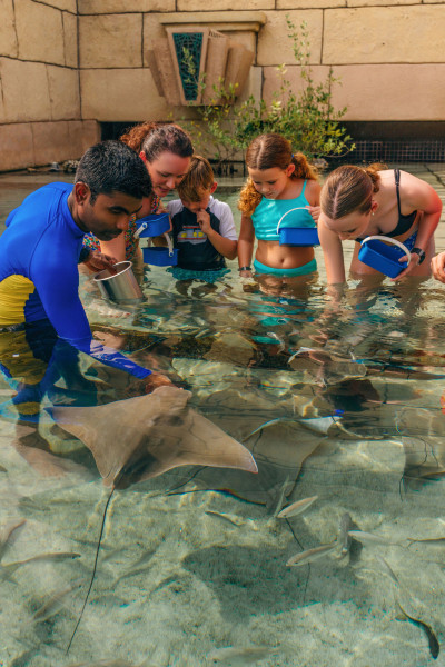 Fintastic Fun Awaits During Aquaventure World’s Summer Of Sharks ...