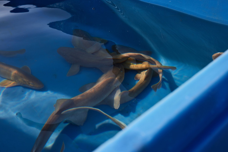 Atlantis Dubai Advances Marine Conservation With Shark And Stingray ...