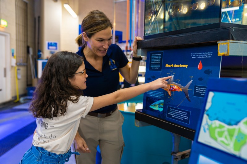 Dive Into A Fin-credible Frenzy Of Activities At Atlantis This Shark ...