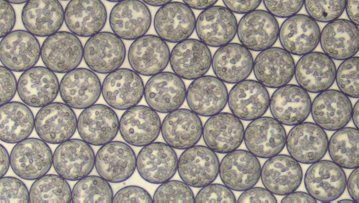 Mining Cell Therapy to Repair Injured Bones and Tendons