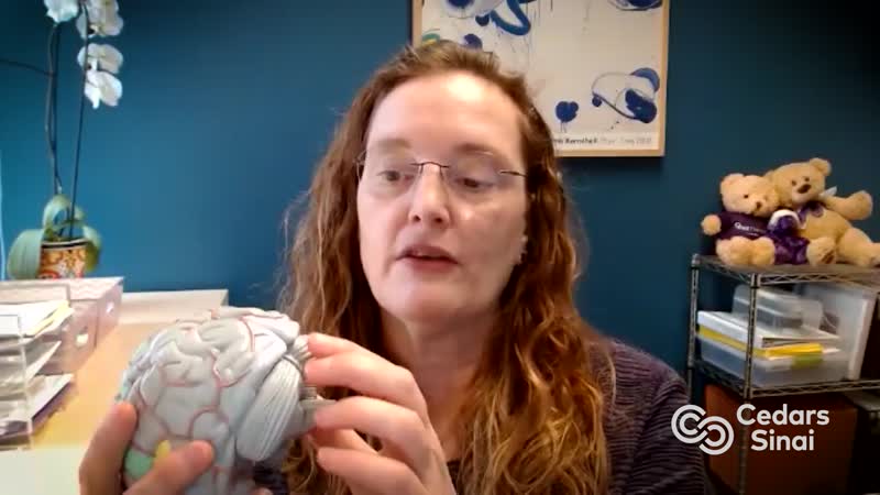 How To Make A Brain Model Out Of Styrofoam