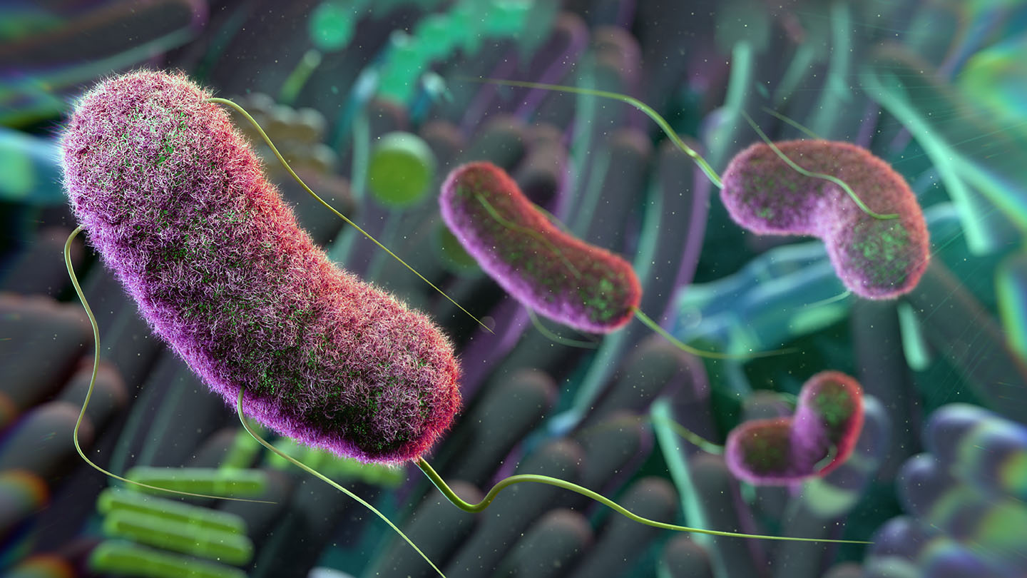 Preclinical Study Links Gut Bacteria to Inflamed Blood Vessels