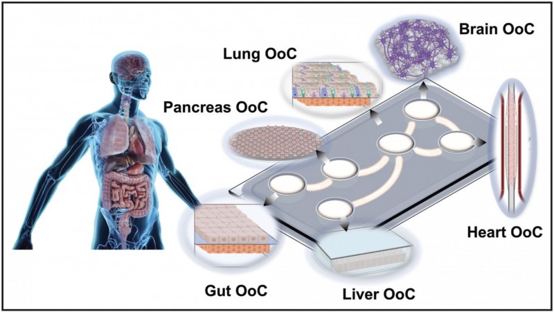 The Future of Research: Studying Human Organs and Diseases on a Chip