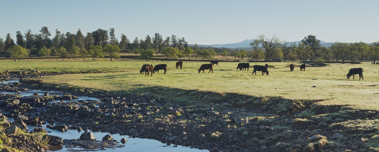 New USDA Beef Lifecycle Assessment Finds Environmental Impacts Lower ...