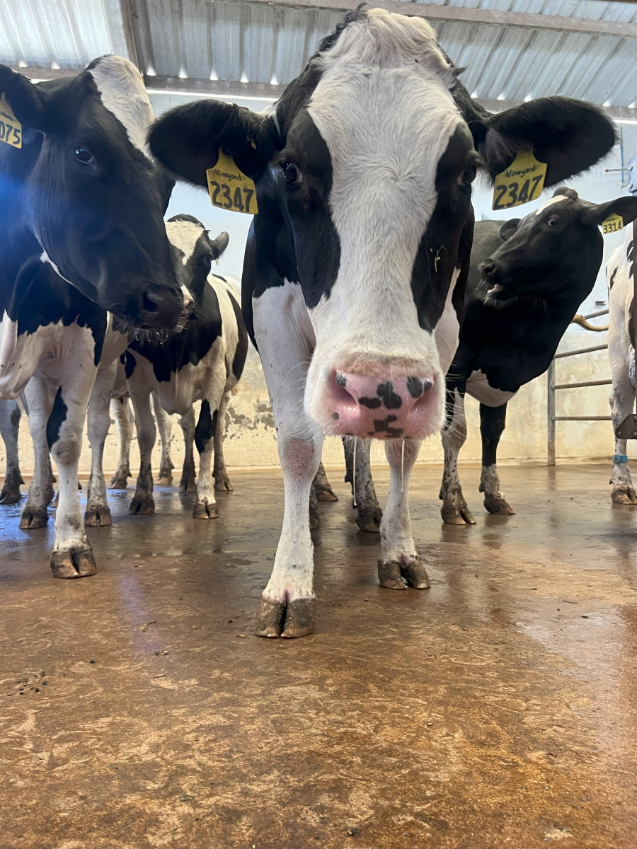 Tour Gives Insights on Beef, Dairy Nutrition, Sustainability