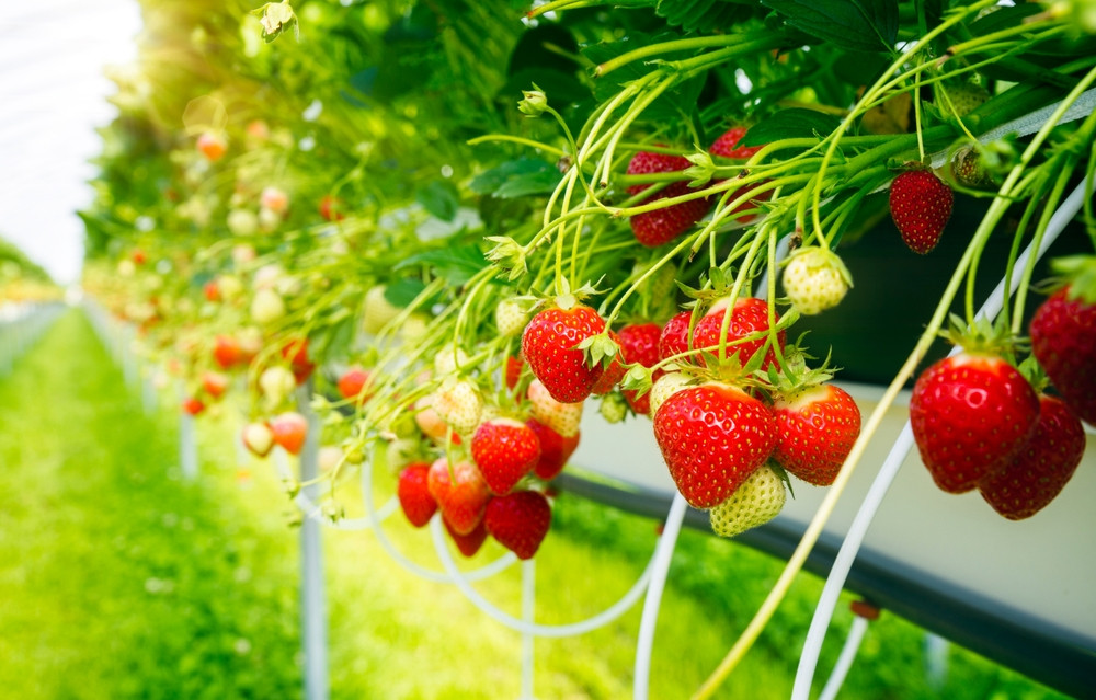 Ohio State is supporting Ohio strawberry growers facing challenges from ...