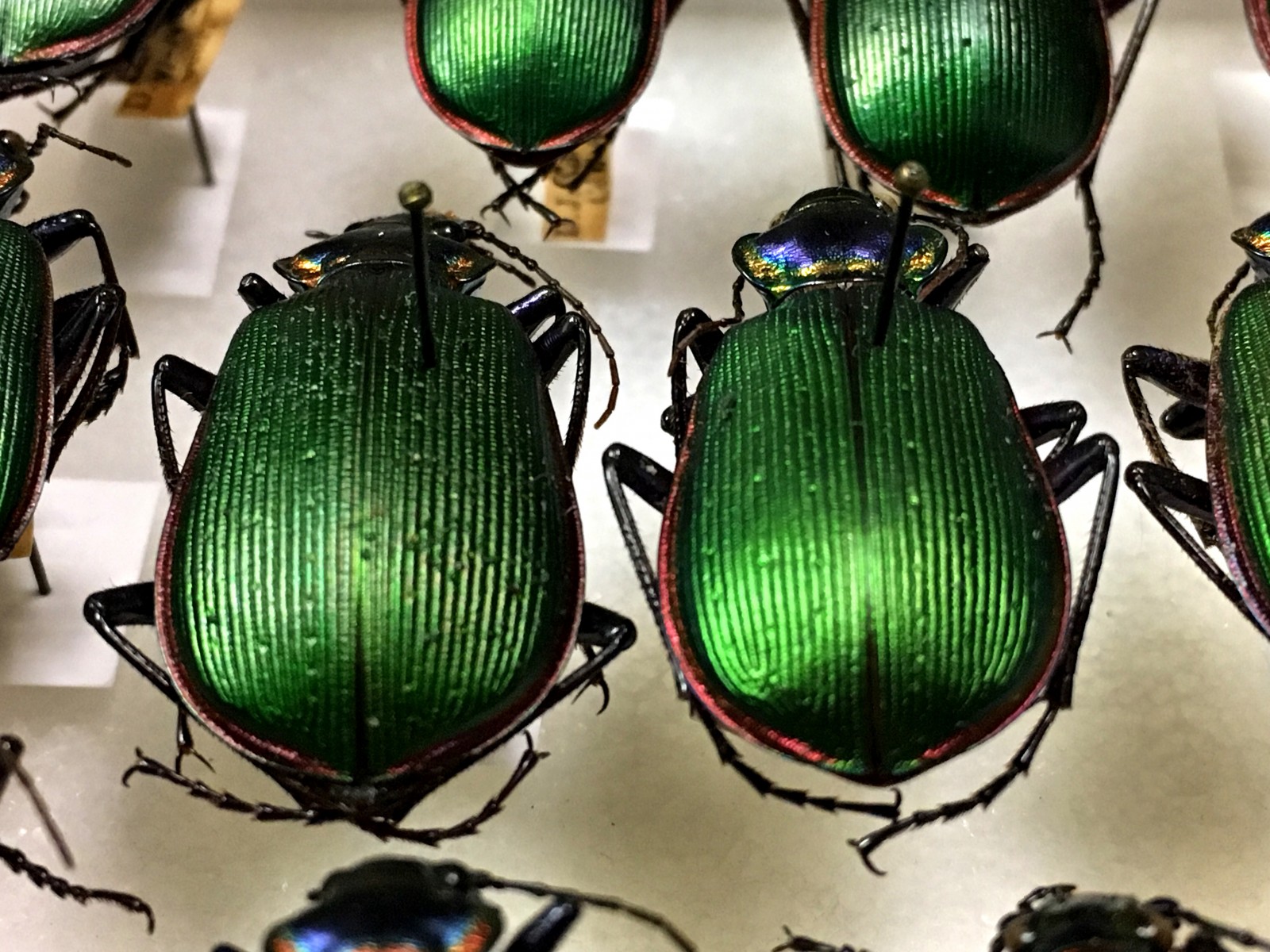 Triplehorn Collection receives nearly $500,000 grant from National ...