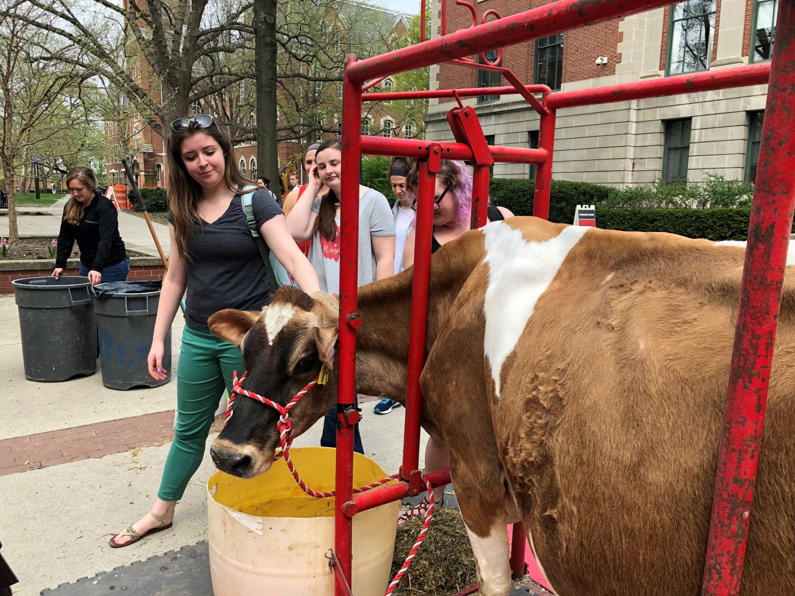 Cow on the Oval an “udder” delight for students