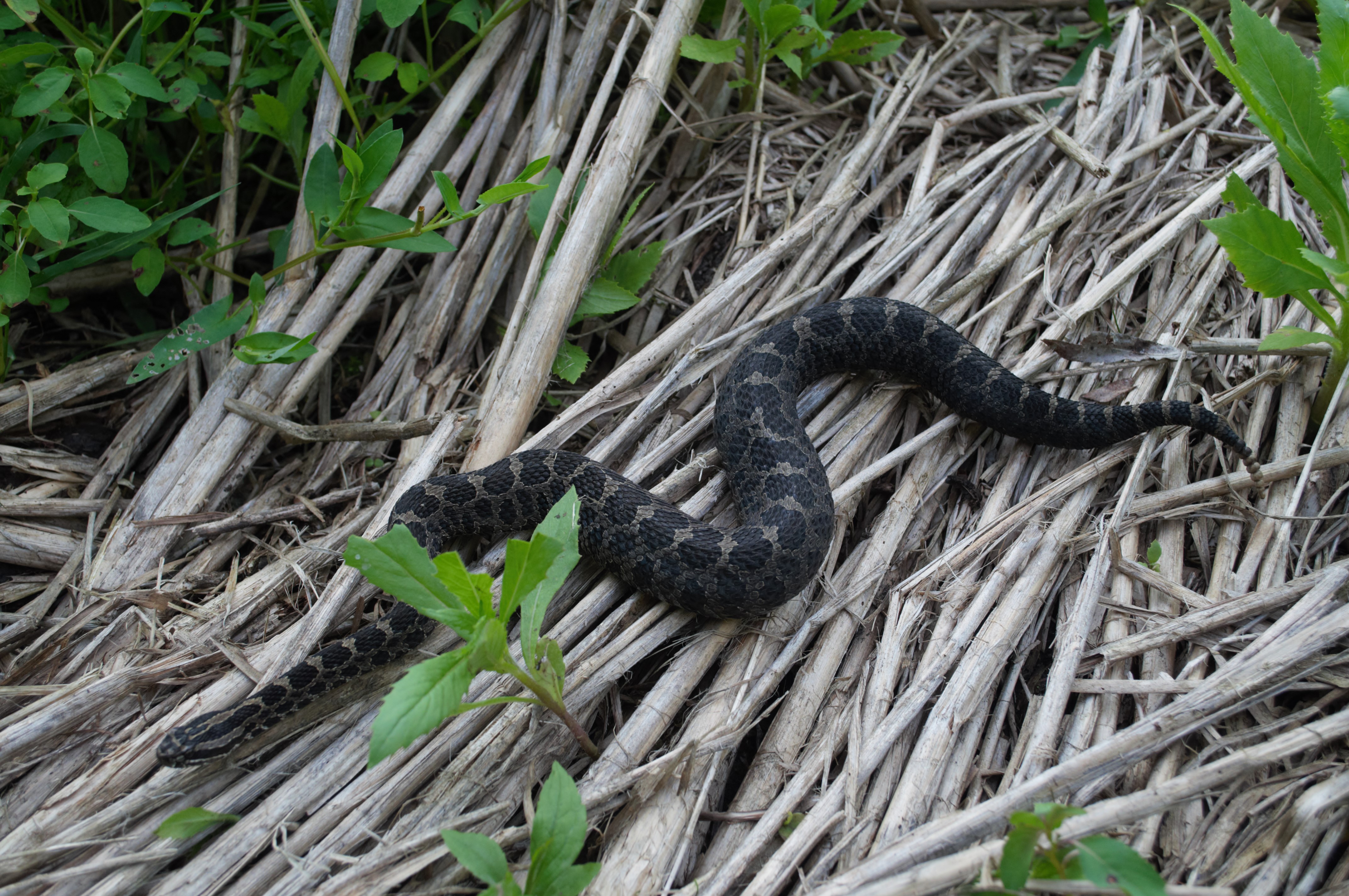 Genomic analysis in snakes shows link between neutral, functional ...