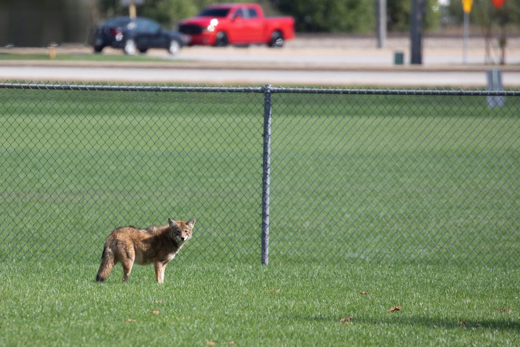 Open spaces in cities may be hotspots for coyote-human interaction
