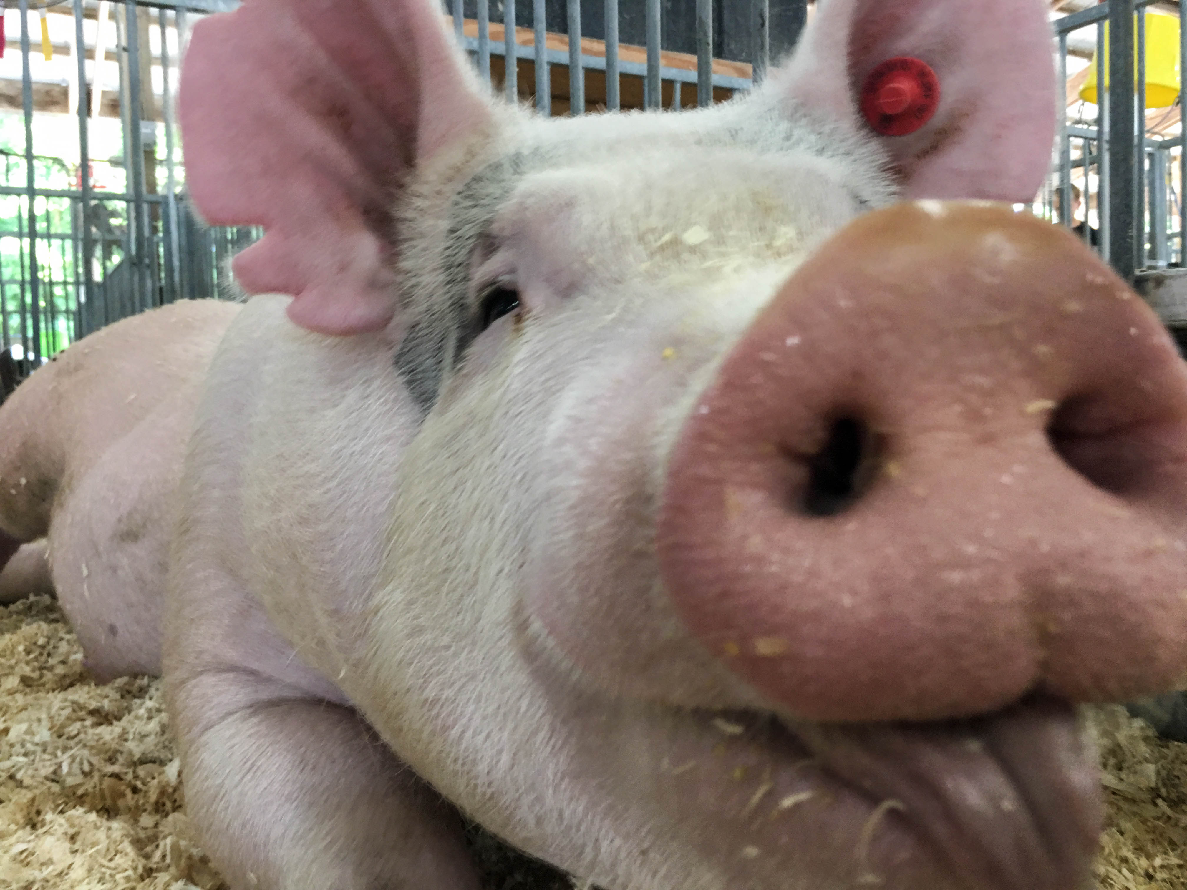 Are animals vulnerable to COVID-19?