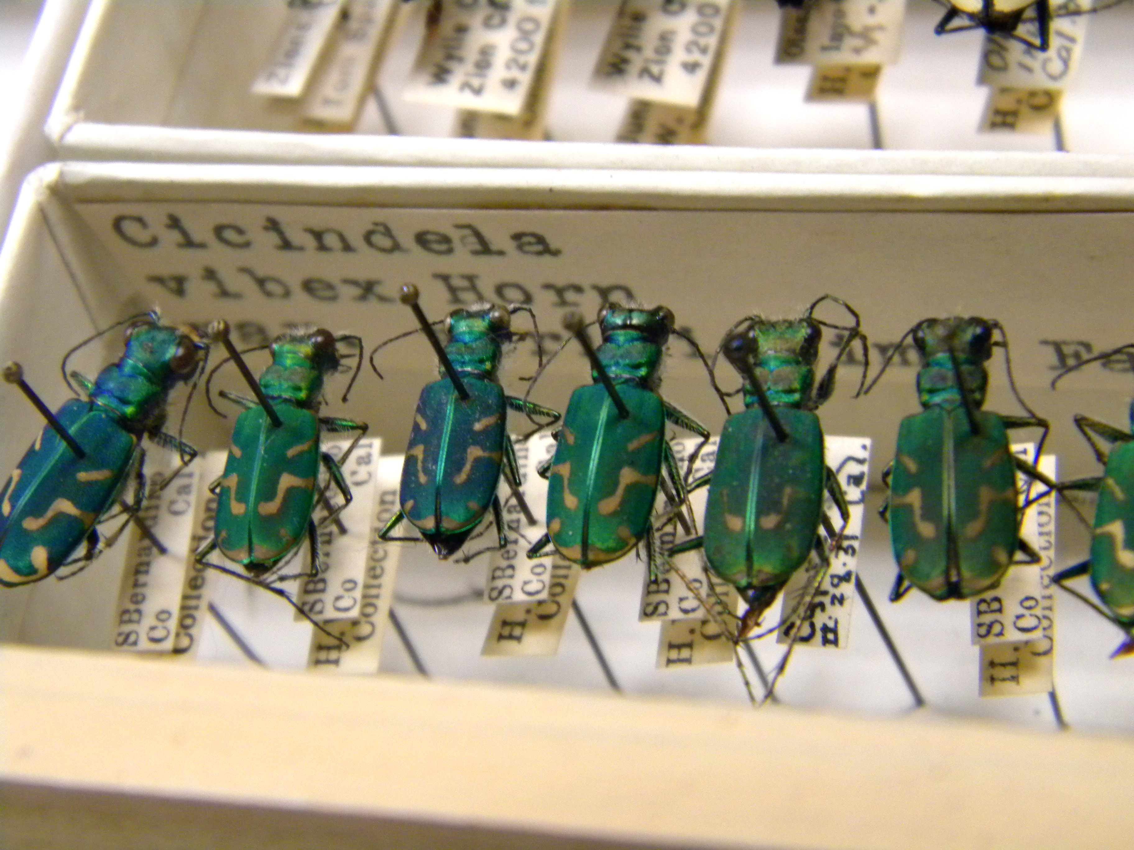 Triplehorn Collection receives nearly $500,000 grant from National ...