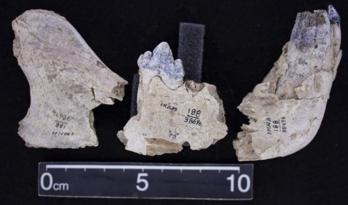 Newly identified saber-toothed cat is one of largest in history