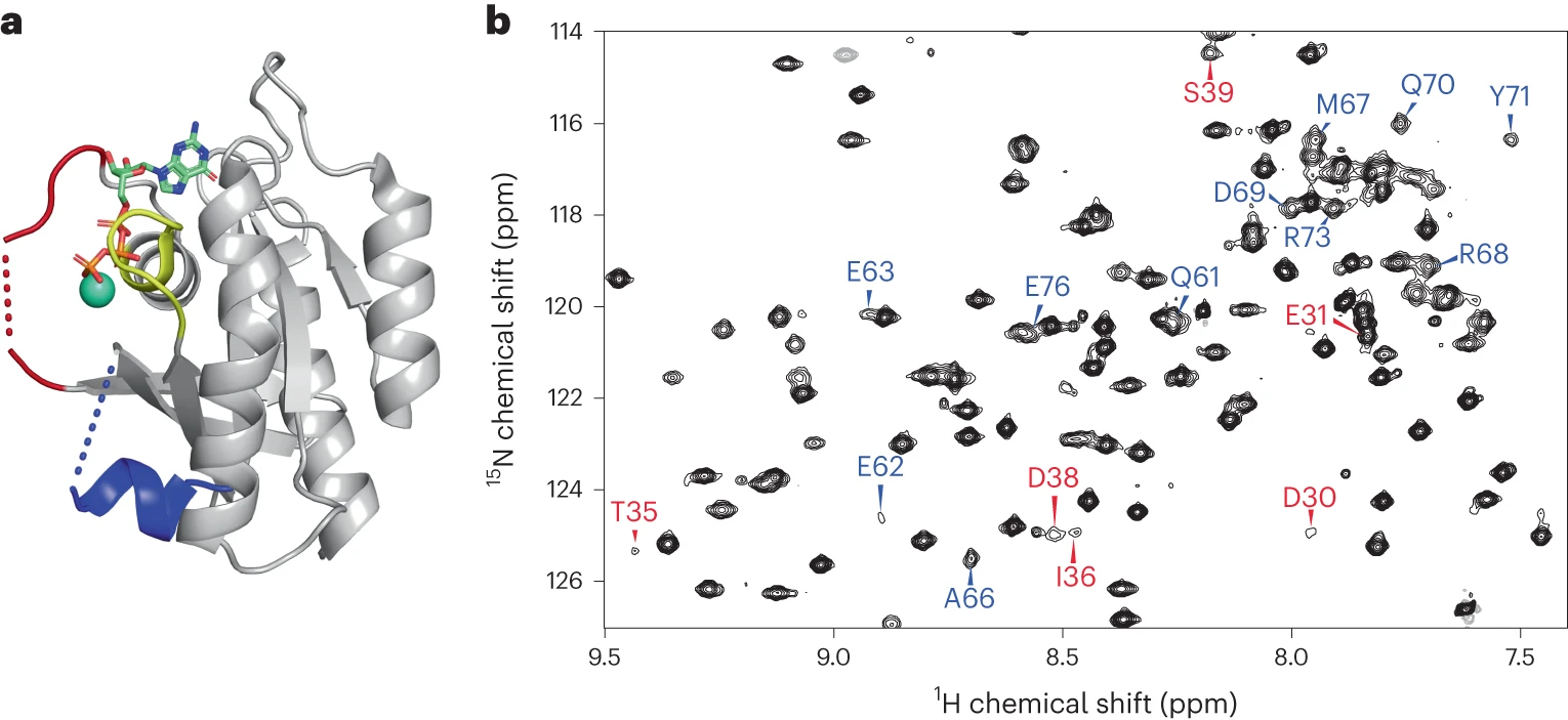 Revealing structural secrets of a key cancer protein