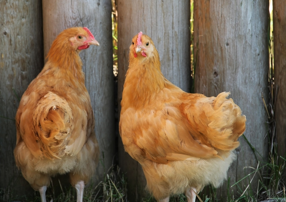 Ohio State Extension course supports rising interest in backyard poultry