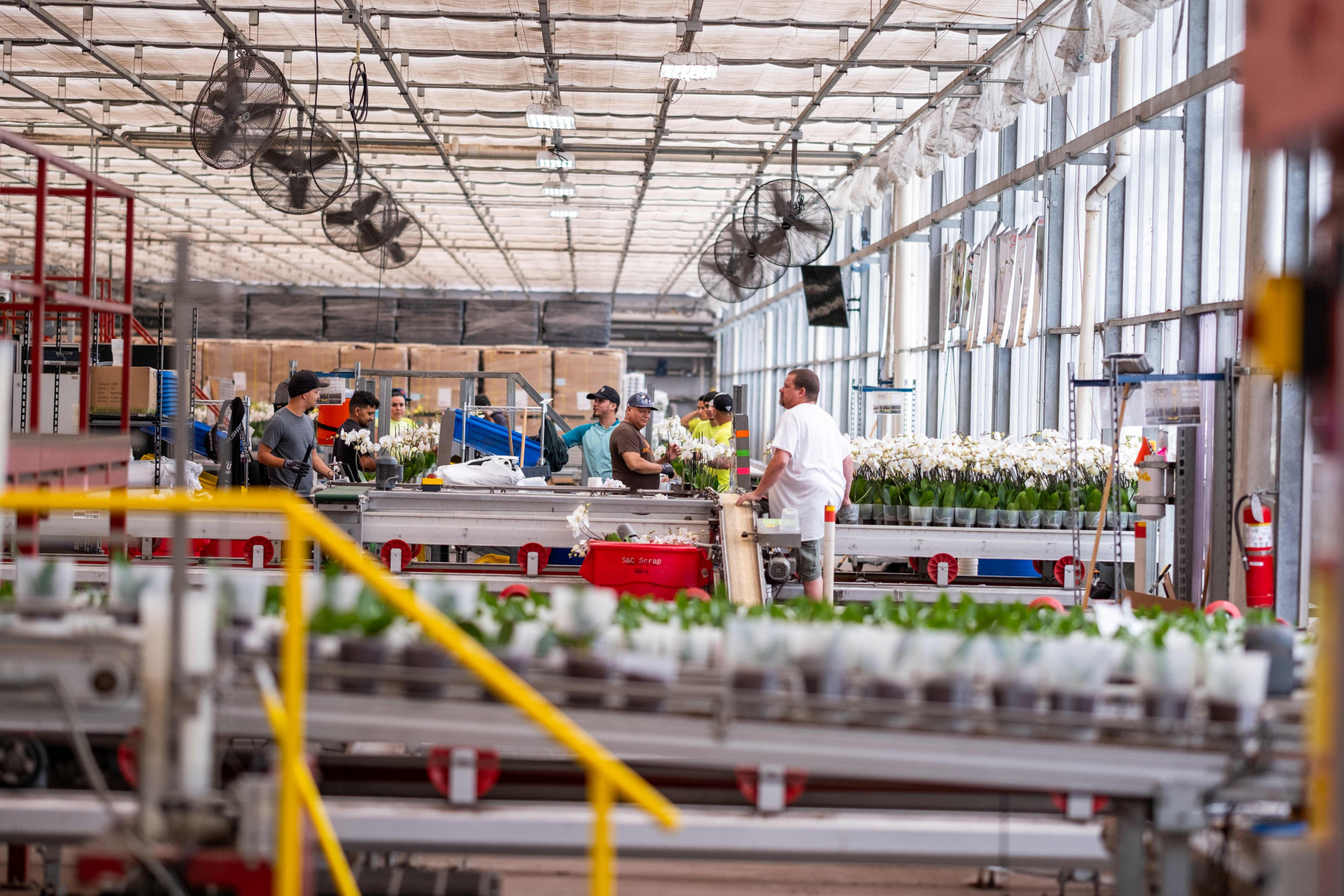 Workers prepare flowers at Green Circle Growers.
