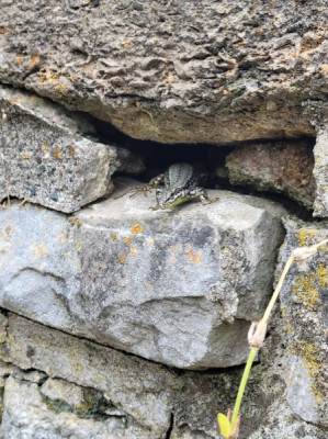 Wall lizards in Ohio reproduced their way out of a genetic bottleneck