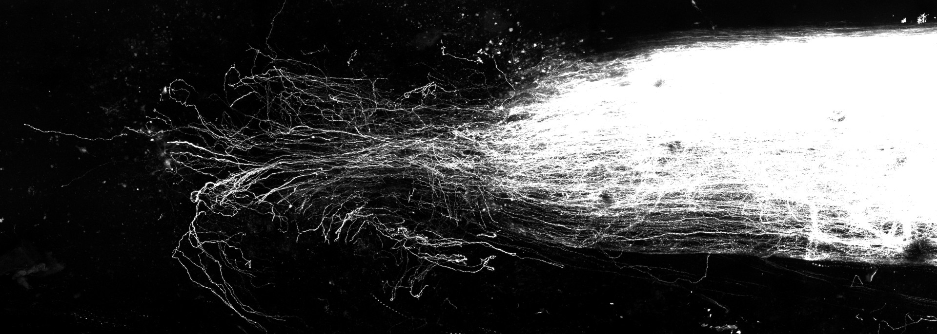 Building ‘cellular bridges’ for spinal cord repair after injury