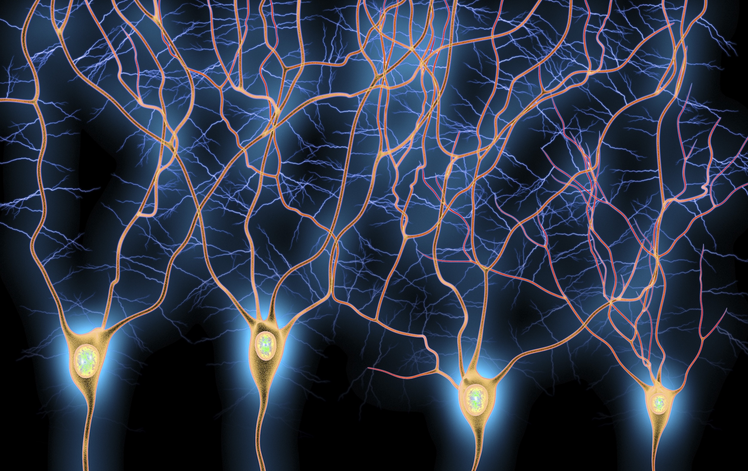 How the brain links related memories formed close in time