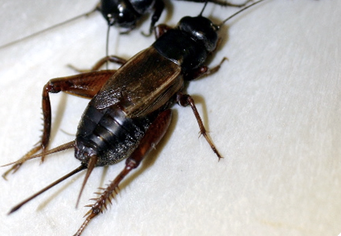 Male crickets bulk up, females invest in reproductive organs