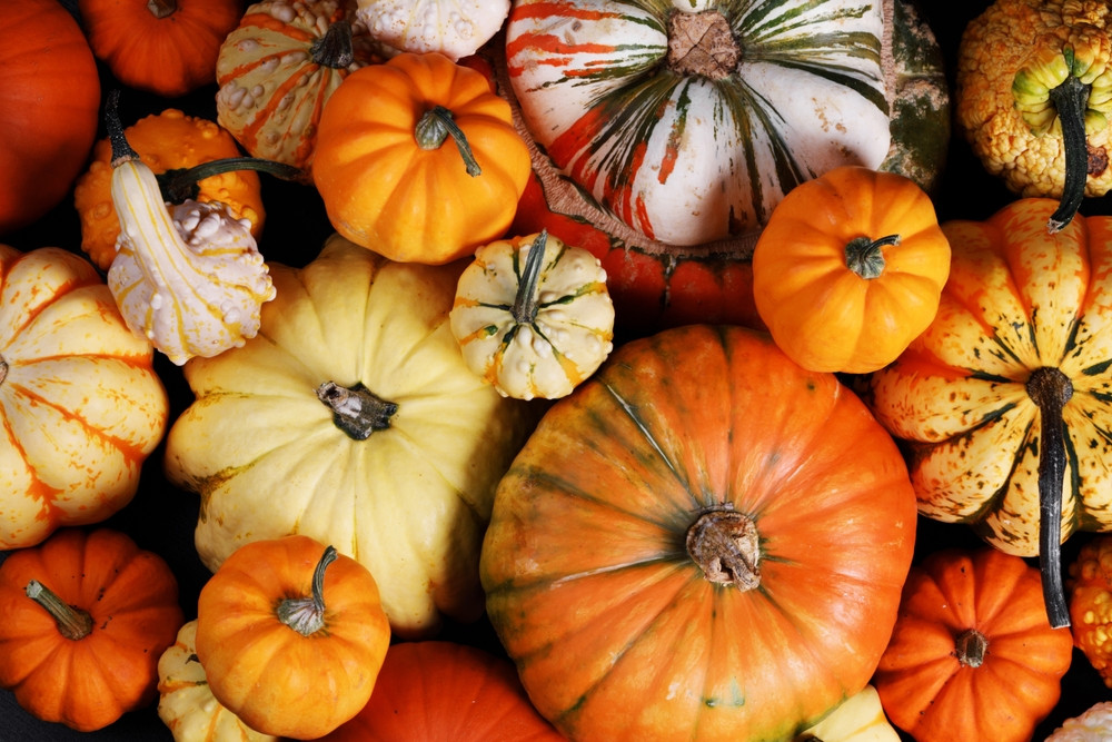 Weather challenges, market forces shape 2025 Ohio pumpkin season